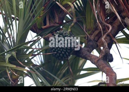 Common screwpine (Pandanus utilis) is, despite its name, a monocot, not ...