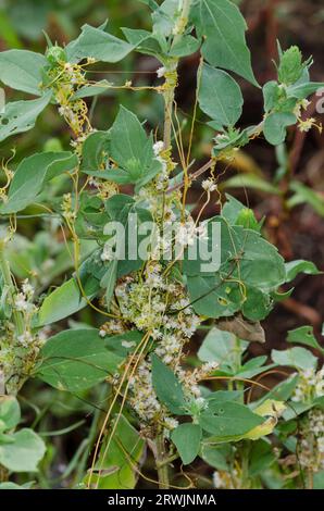 Taper-tip Dodder, Cuscuta attenuata, infesting Sumpweed, Iva annua ...