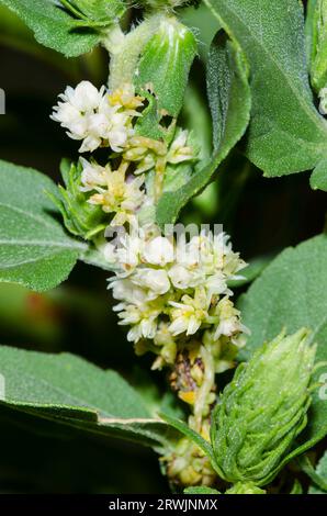 Taper-tip Dodder, Cuscuta attenuata, infesting Sumpweed, Iva annua ...