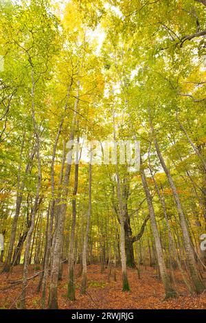 Shirakami Sanchi, Takehtai Beech Forest in Autumn Stock Photo - Alamy