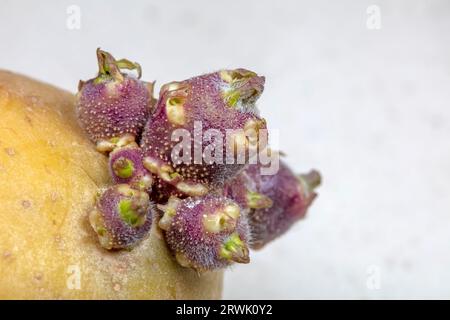Macro photos of potato buds Stock Photo - Alamy