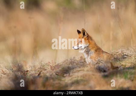 Red foxes (Vulpes vulpes) are the main carriers of rabies, in Germany ...
