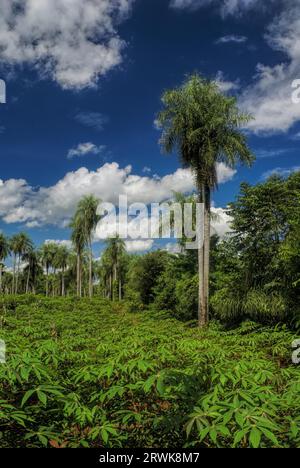 Tropical vegetation, Paraguay Stock Photo - Alamy