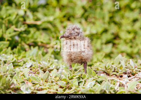 Baby Seagull Phillip Island Australia Stock Photo - Alamy