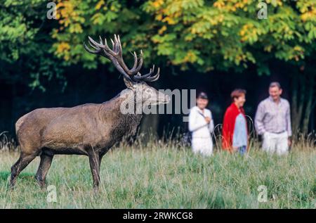 Forest visitors watching a red deer, Walkers meet Red Deer stag ...