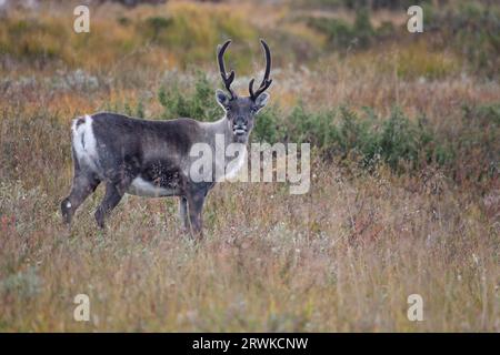 Reindeer reach an average age of 10-15 years (Photo female reindeer ...
