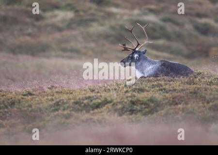 Reindeer reach an average age of 10-15 years (Photo female reindeer ...