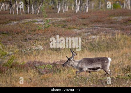 Reindeer reach an average age of 10-15 years (Photo female reindeer ...