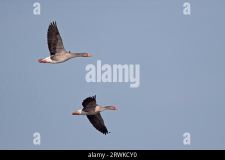 Greylag Goose has a loud cackling call Stock Photo - Alamy