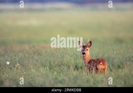 Roe Deer pricket stands securing in a meadow Stock Photo - Alamy