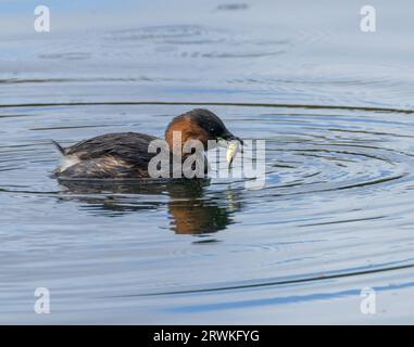 Adult little grebe bird, also known as a dab chick, catching small ...