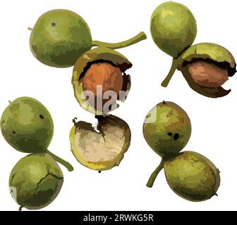 Walnut Branch Isolated Outline Illustration Stock Vector Image & Art ...