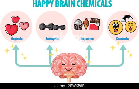 Illustration of happy brain chemicals in a healthy human brain Stock ...