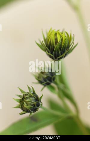 a selective focus macro of The Jerusalem artichoke, also called sunroot ...