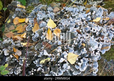 PELTIGERA is a lichen of the Peltigeraceae family Stock Photo - Alamy