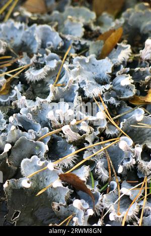 PELTIGERA is a lichen of the Peltigeraceae family Stock Photo - Alamy