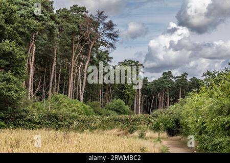 Harlestone Firs, Northampton, Northamptonshire, England, UK Stock Photo ...