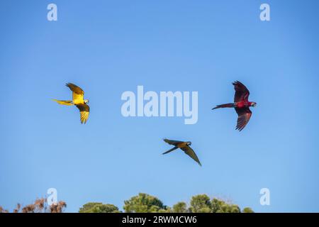 Parakeets and parrots of different colors flying in the blue sky Stock ...