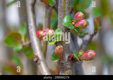 The leaf buds of sessile Begonia are in the botanical garden, North ...