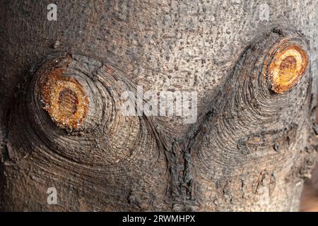 Cross section of branches, close-up photo Stock Photo - Alamy