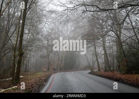 Misty road through Epping forest in England Stock Photo - Alamy