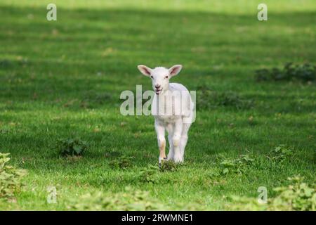Spring lambs, Wales, Great Britain Stock Photo - Alamy
