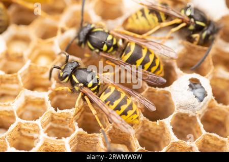 The inside of a wasp nest, eggs, larvae, cell and wasps looking after ...