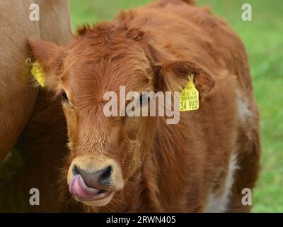 Cattle, cows and calves - a wonderful life on the pastures Stock Photo ...
