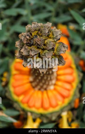 Encephalartos horridus aka Eastern Cape blue cycad cone Stock Photo - Alamy