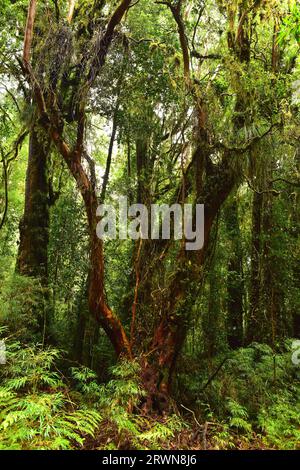 Alerce Andino National Park and Biosphere Reserve. Temperate Rain ...