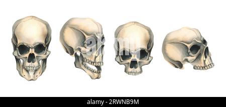 Human skulls front side view with colored ornaments and without. Hand ...