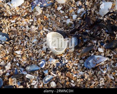 Sea shells on the beach, Batz sur Mer Stock Photo - Alamy