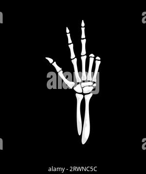 Vector skeleton hand showing gesture ok. Illustration isolated Stock ...