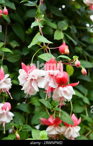 blooming fuchsias in the greenhouse Stock Photo - Alamy