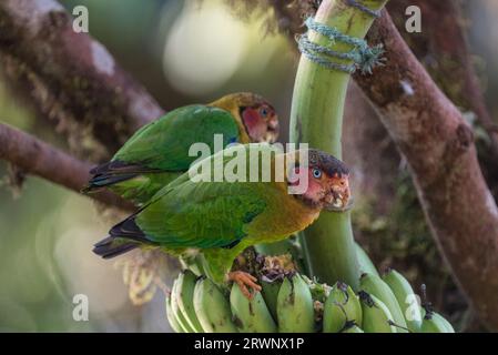 Feeding Rose-faced Parrot (Pyrilia barrabandi), a Chaco endemic bird ...