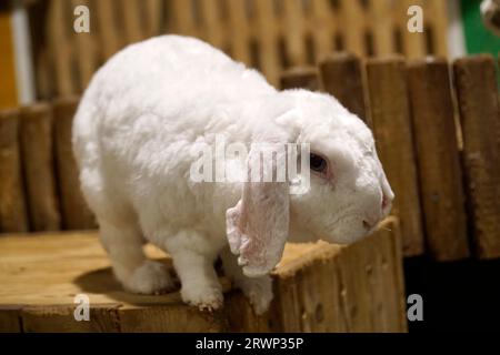 Single short-haired white rabbit - close-up on head Stock Photo - Alamy