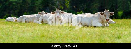 Charolais cattle grazing. Majestic French Charolais cows gracefully ...