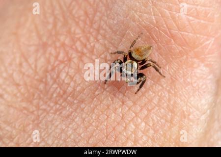 Jumping spider on human skin, North China Stock Photo - Alamy
