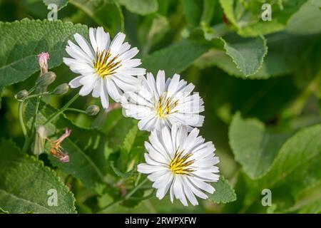 The beautiful flower of endive is a medicinal plant in North China ...