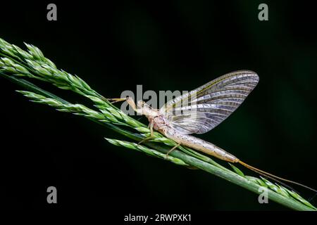 A mayfly lives in the wild, North China Stock Photo - Alamy
