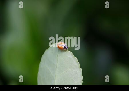 A ladybug lives in the wild, North China Stock Photo - Alamy