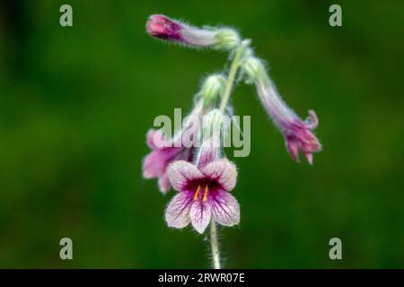 The flowers of Radix Rehmanniae in the wild, North China Stock Photo ...