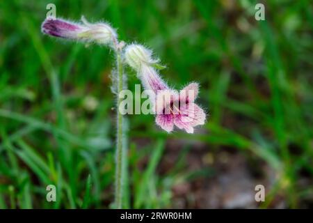 Wild Rehmannia Flower, North China Stock Photo - Alamy