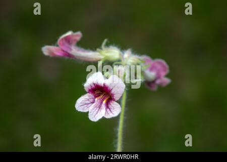 Wild Rehmannia Flower, North China Stock Photo - Alamy