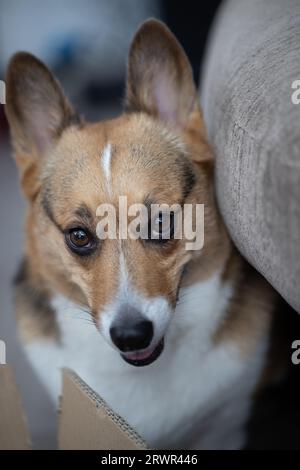 Portrait of beautiful purebred Corgi resting on floor with small hat and peaceful face against ...