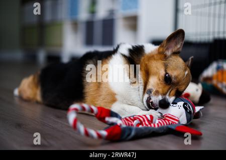 pembroke welsh corgi biting a toy Stock Photo - Alamy