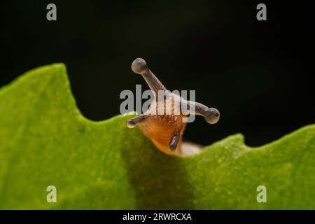 Snails inhabit wild plants in North China Stock Photo - Alamy