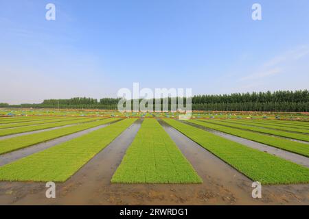 Rice seedbed in a farm, North China Stock Photo - Alamy