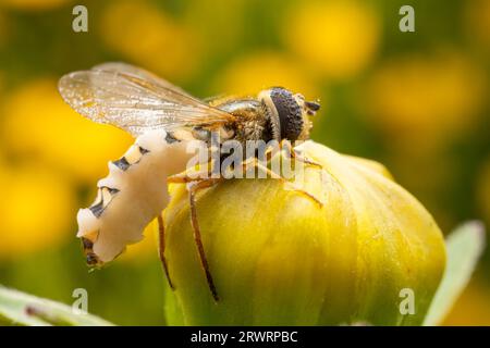syrphid parasitized by Beauveria bassiana Stock Photo - Alamy
