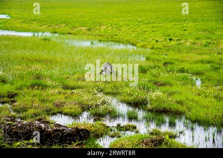 Kirigamine Plateau Yashima Marsh Stock Photo - Alamy
